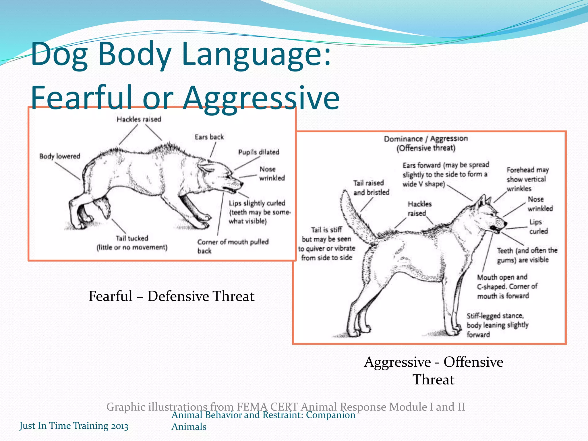Animal Handling and Restraint | PPTX
