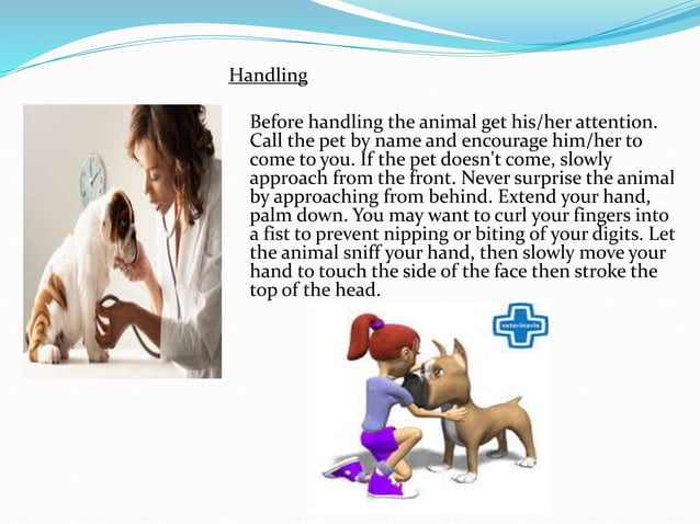 Animal Handling and Restraint | PPTX