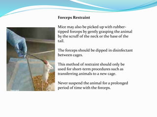 Animal Handling and Restraint | PPTX