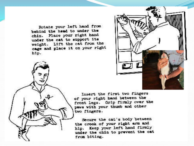 Animal Handling and Restraint | PPTX