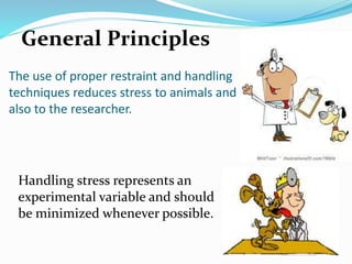 Animal Handling and Restraint | PPTX