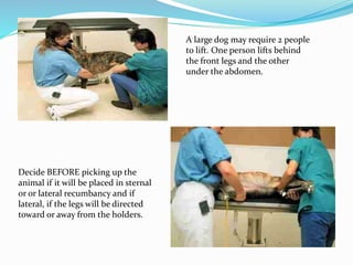 Animal Handling and Restraint | PPTX
