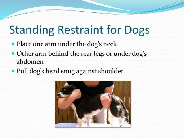Animal Handling and Restraint | PPTX