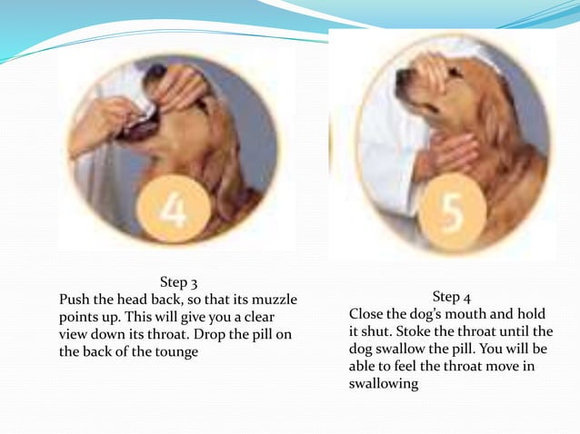 Animal Handling and Restraint | PPTX