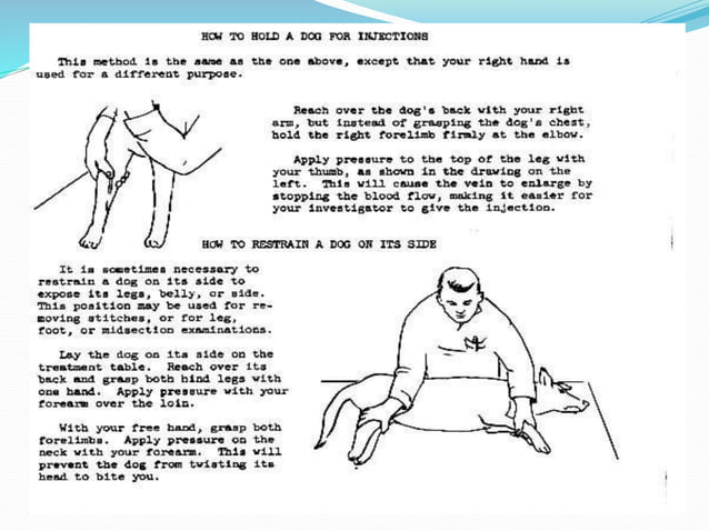 Animal Handling and Restraint | PPTX
