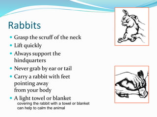 Animal Handling and Restraint | PPT