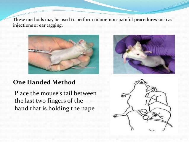 Animal Handling and Restraint