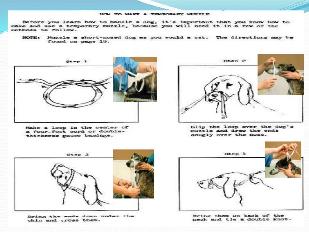 Animal Handling and Restraint