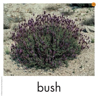 Sc2 u3 flashcards | PDF