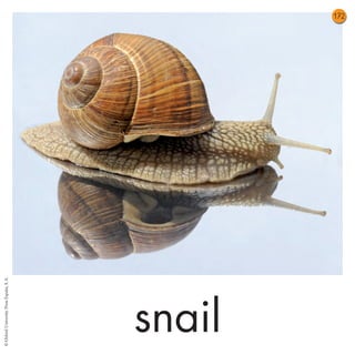 Sc2 u4 flashcards | PDF