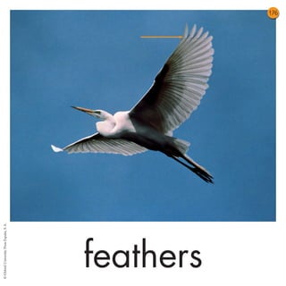 Sc2 u4 flashcards | PDF