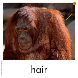 Sc2 u4 flashcards | PDF