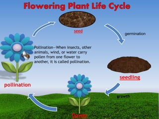 Sc3 2 life cycles of plants | PPTX