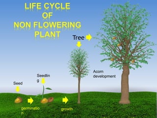 Life Cycle Of A Non Flowering Plant