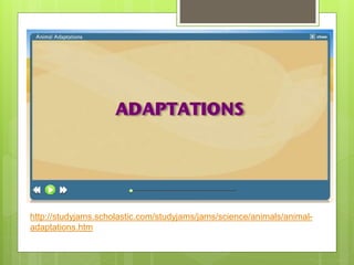 Sc3 8 adaptations ppt | PPTX