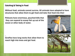 Sc3 8 adaptations ppt | PPTX