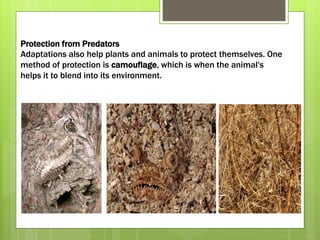 Sc3 8 adaptations ppt | PPTX | Dogs | Pets