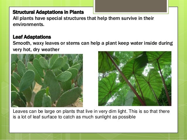 Sc3 8 adaptations ppt