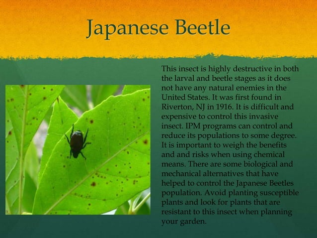 Invasive Species | PPT