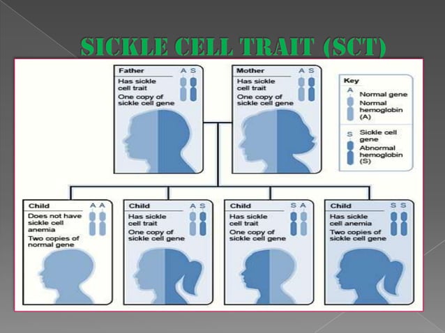 Sickle Cell Anemia | PPT
