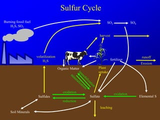 Magnesium Cycle Diagram