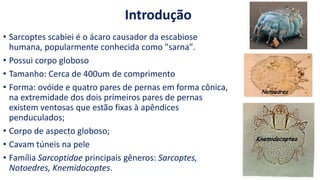 Sarcoptes Scabiei (sarna) Parasitologia Humana | PPTX