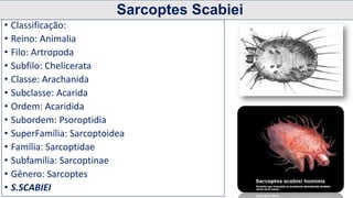 Sarcoptes Scabiei (sarna) Parasitologia Humana | PPTX