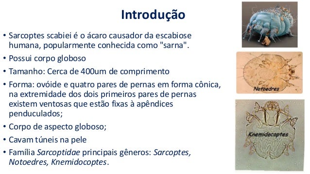Sarcoptes Scabiei (sarna) Parasitologia Humana