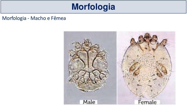 Sarcoptes Scabiei (sarna) Parasitologia Humana