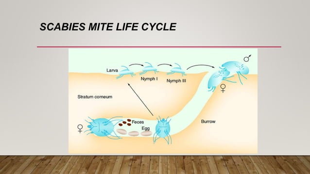 Scabies | PPTX | Skin and Dermatology | Diseases and Conditions
