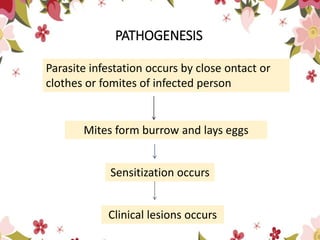 scabies.pptx