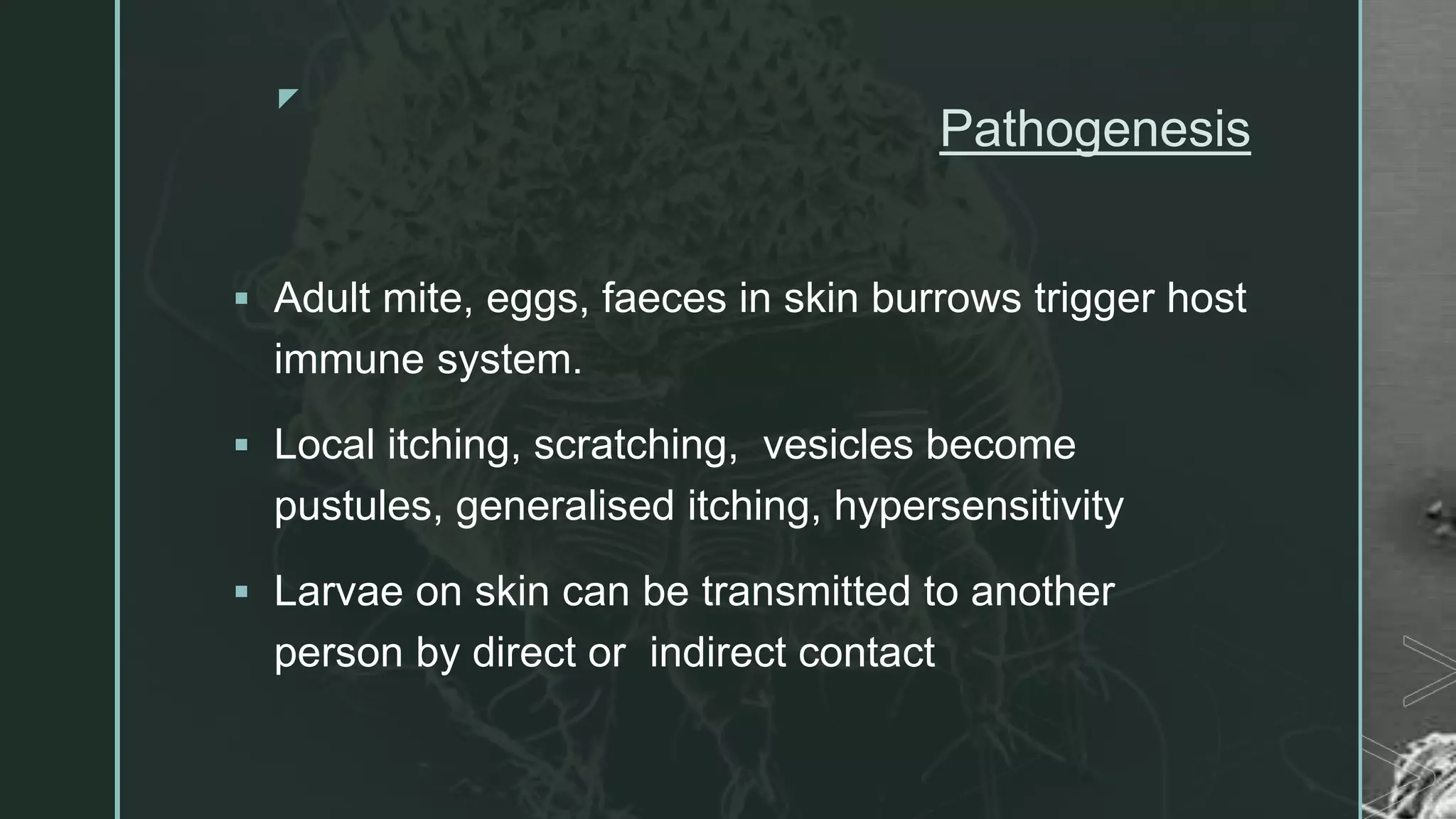 Scabies | PPTX