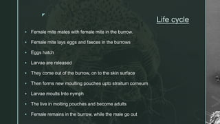 Scabies | PPTX