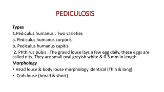 Scabies and pediculosis | PPTX