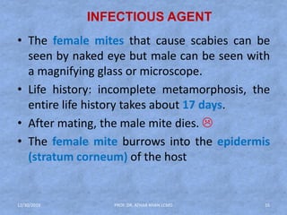 Scabies Under Magnifying Glass