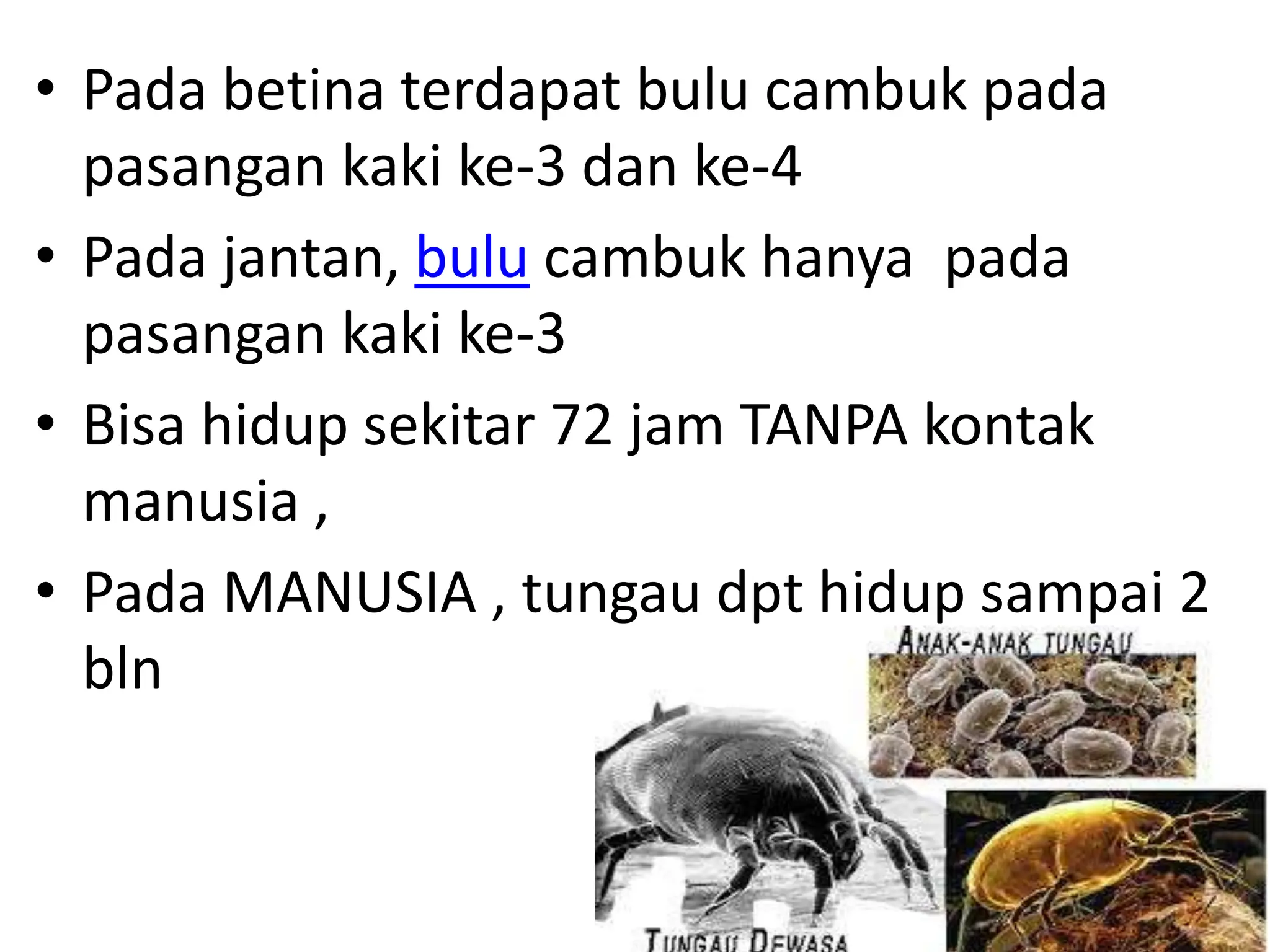 POWERPOINT TENTANG SCABIES (KUDIS/GUDIK).pptx