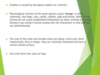 Scabies lecture.pptx