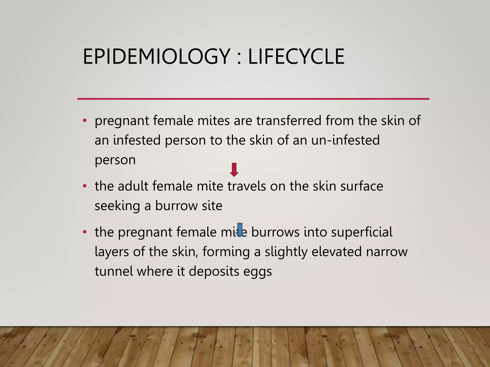 scabies notes_ppt.pptx