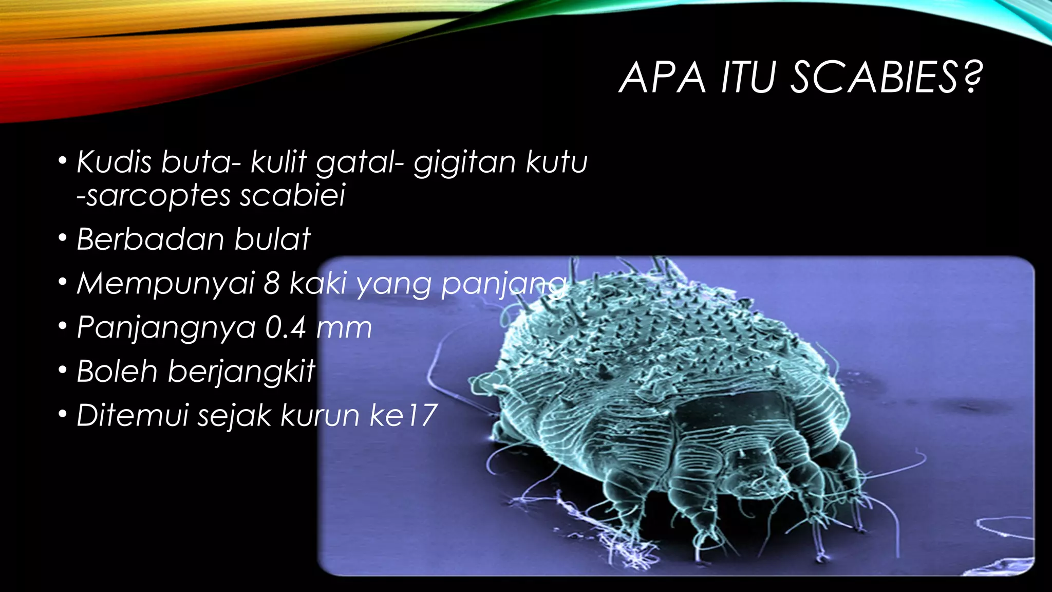 Scabies atau kudis buta utk pesakit | PPT