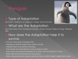 Adaptation PP - Isabel L | PPT