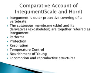 Scale and horn.pptx