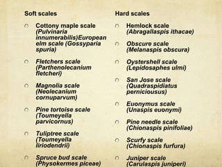 Scale disease maggie jordan | PPTX