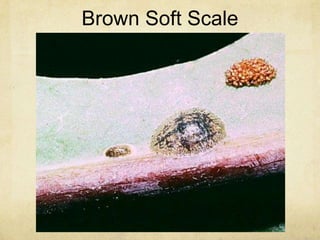 Scale disease maggie jordan | PPTX