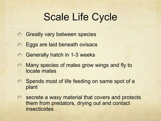 Scale disease maggie jordan | PPTX