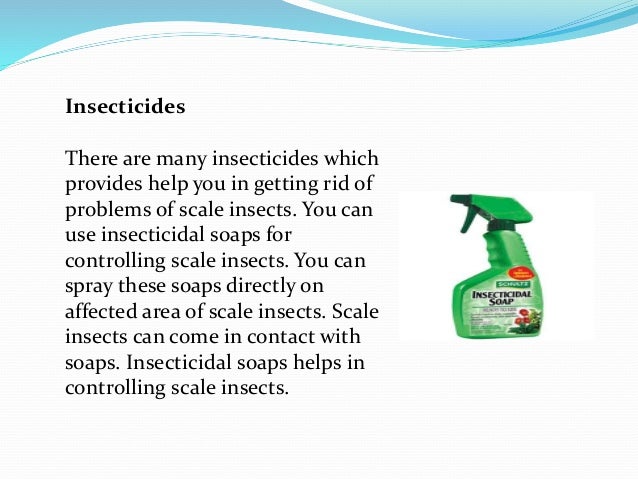Home remedies for scale insects control naturally