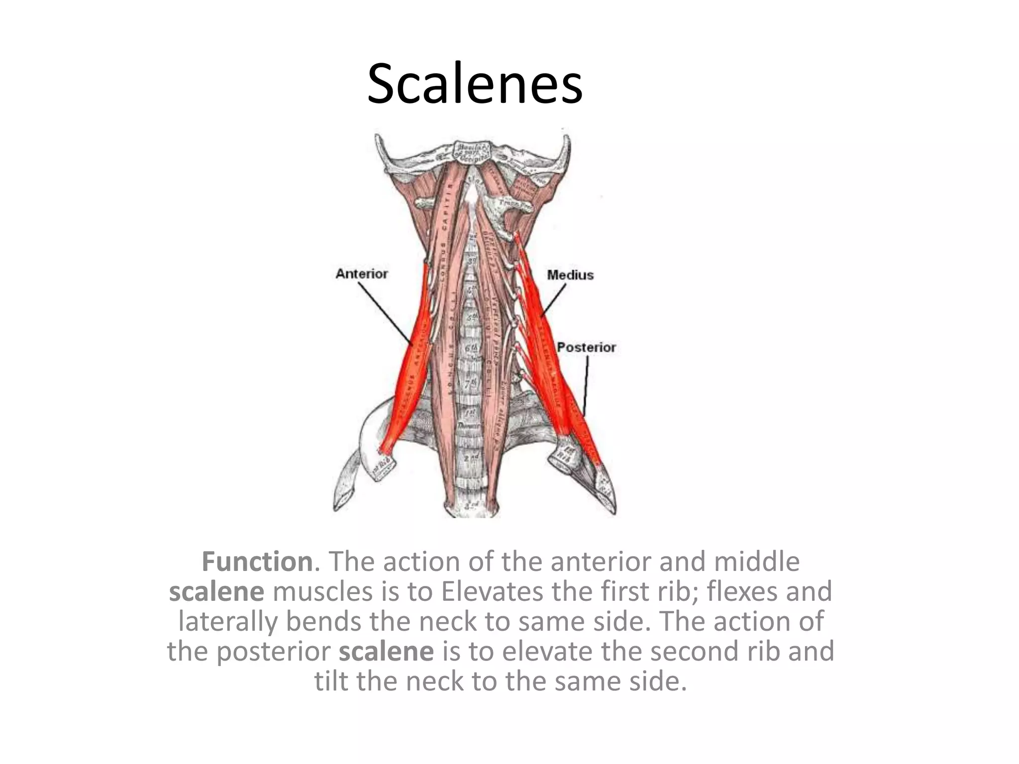 Scalenes | PPTX