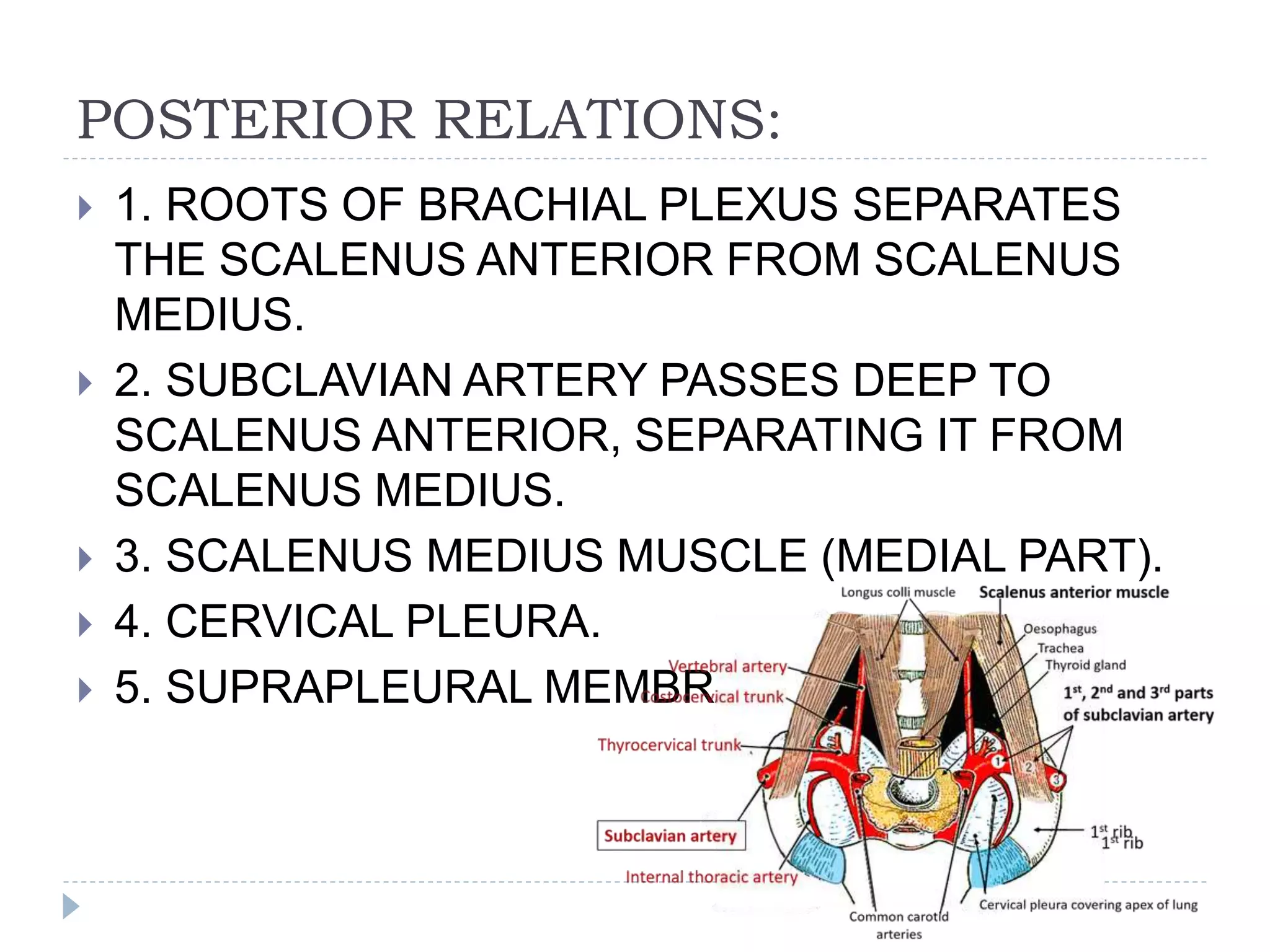 Scalenus Anterior | PPTX