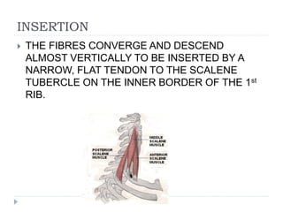 Scalene Tubercle