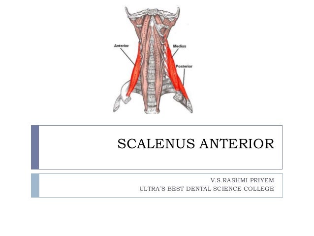 Scalenus Anterior