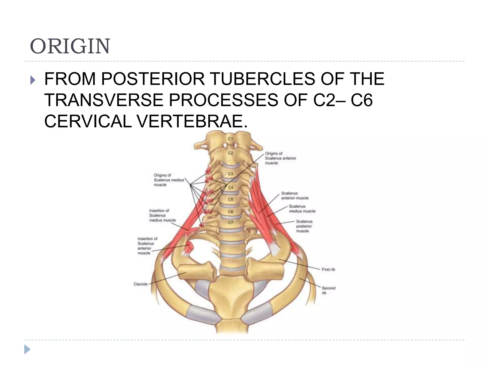 Scalenus Medius | PPTX